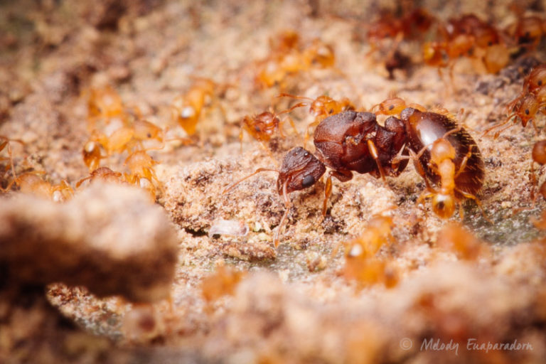 Little Fire Ants on Hawaiʻi Island